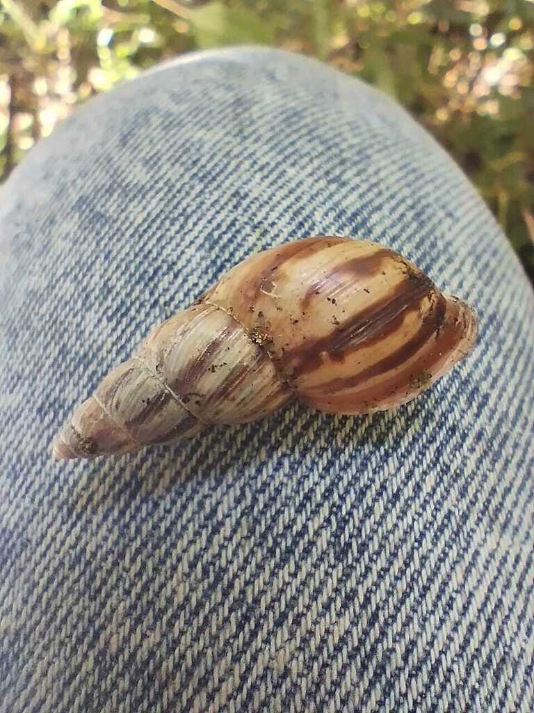 Drymaeus convexus from El Placer, La Calera, Cundinamarca, Colombia on ...