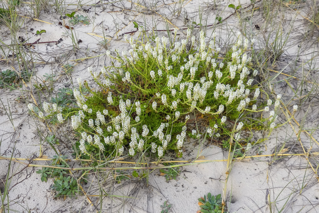 coast Stackhousia from Blue Lagoon, Moreton Island QLD 4025, Australia ...