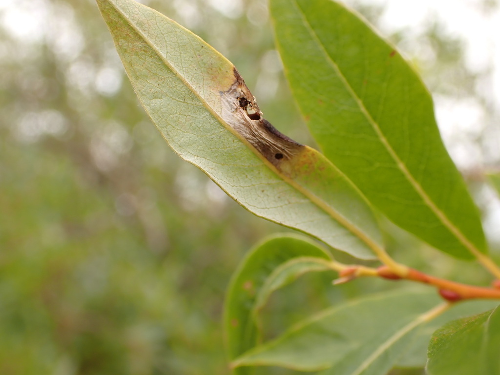Insects from Lane County, OR, USA on September 4, 2023 at 03:13 PM by ...