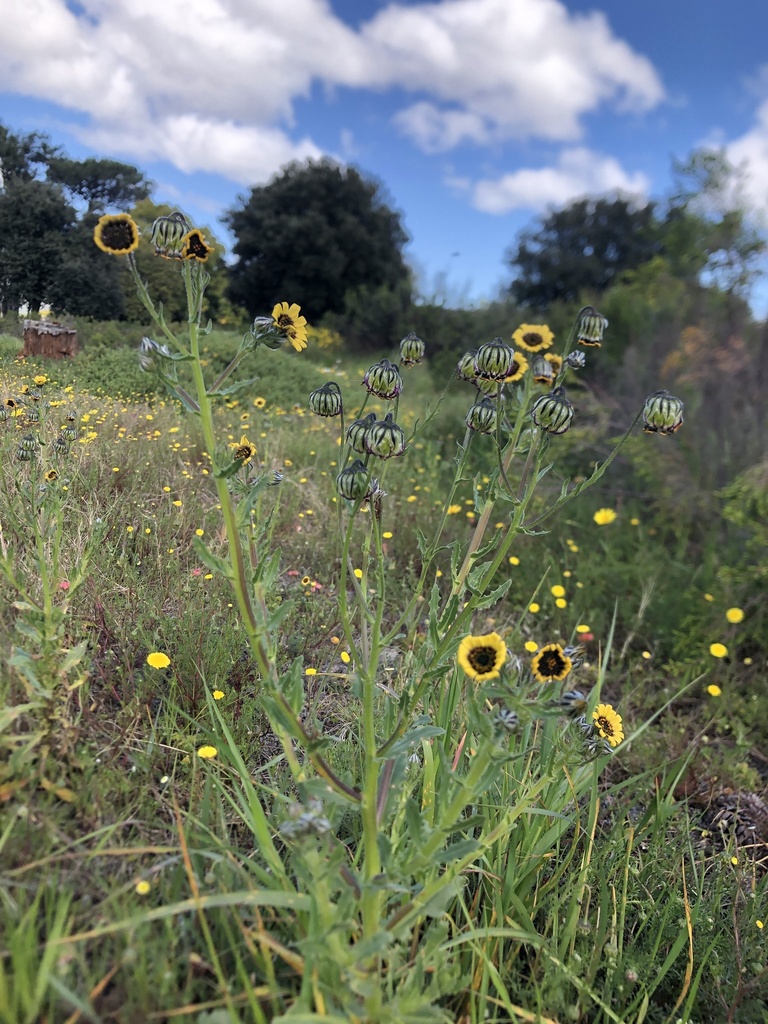 one-eye monster from Faraday Way, Cape Town, WC, ZA on September 4 ...