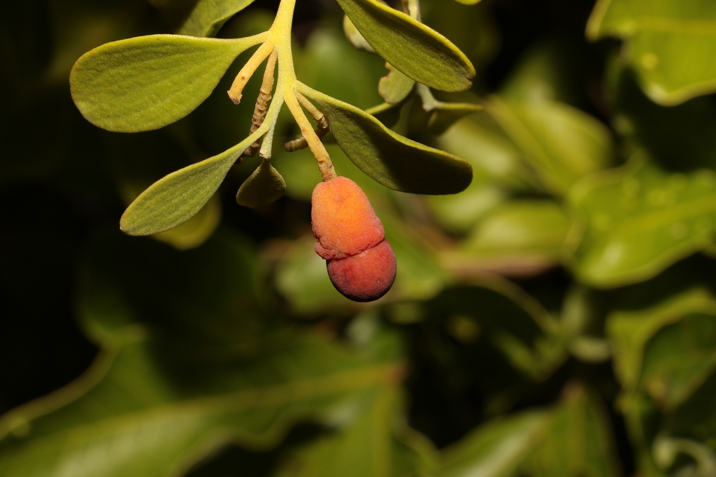 Broad Leaved Native Cherry from Isaac, QLD, Australia on September 2 ...