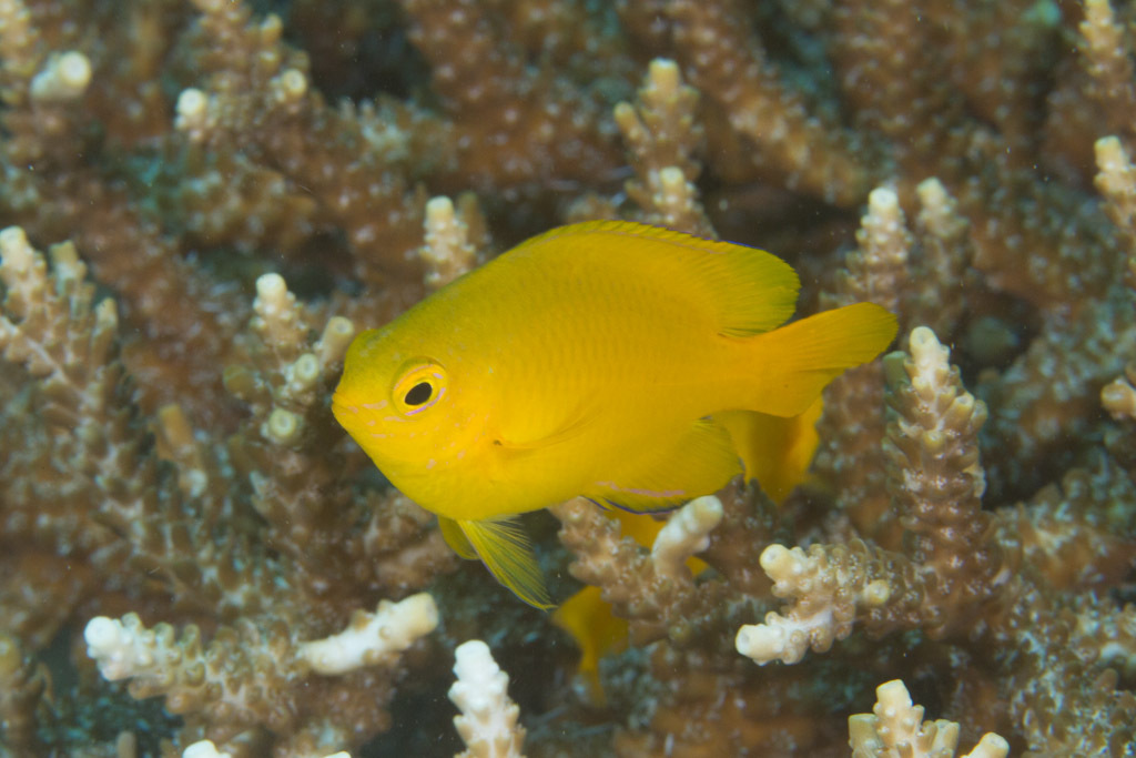 Lemon Damsel (Fishes of Heron Island) · iNaturalist