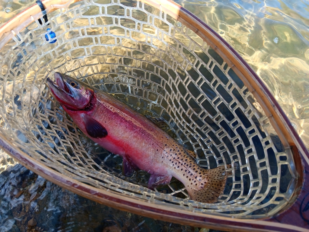 Colorado River Cutthroat Trout in September 2023 by Matthew L. Hughes ...