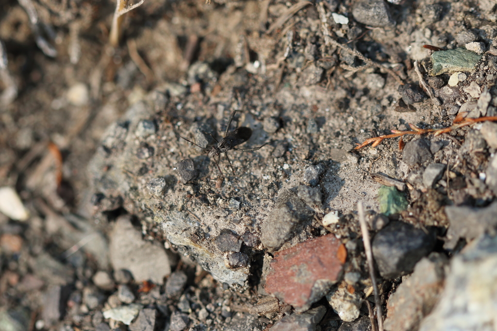 Alydinae from Thompson-Nicola, BC, Canada on September 4, 2023 at 03:54 ...