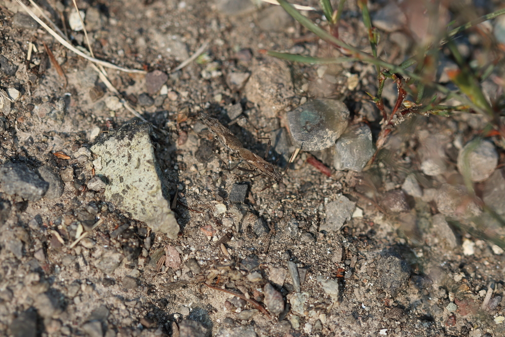 Alydinae from Thompson-Nicola, BC, Canada on September 4, 2023 at 03:54 ...