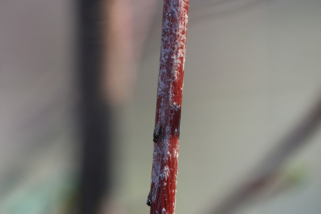 Acalyptrate Flies from Thompson-Nicola, BC, Canada on September 4, 2023 ...