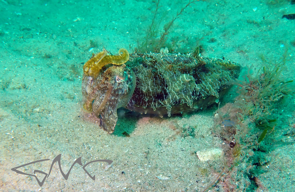 Mourning Cuttlefish from Little Beach Dive site on August 31, 2023 at ...