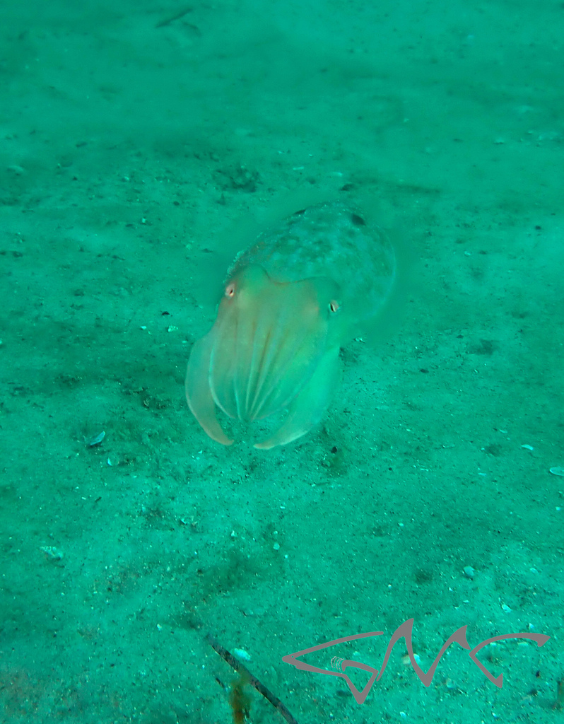 Mourning Cuttlefish from Little Beach Dive site on August 31, 2023 at ...