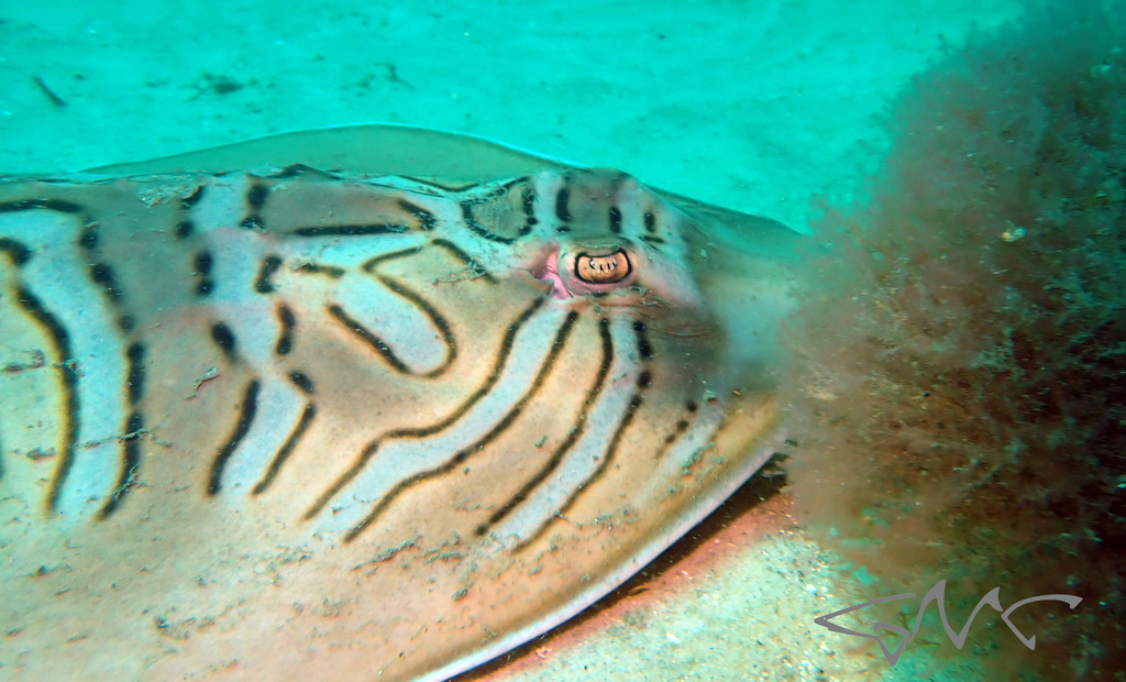 Banjo Ray from Little Beach Dive site on August 31, 2023 at 09:15 AM by ...