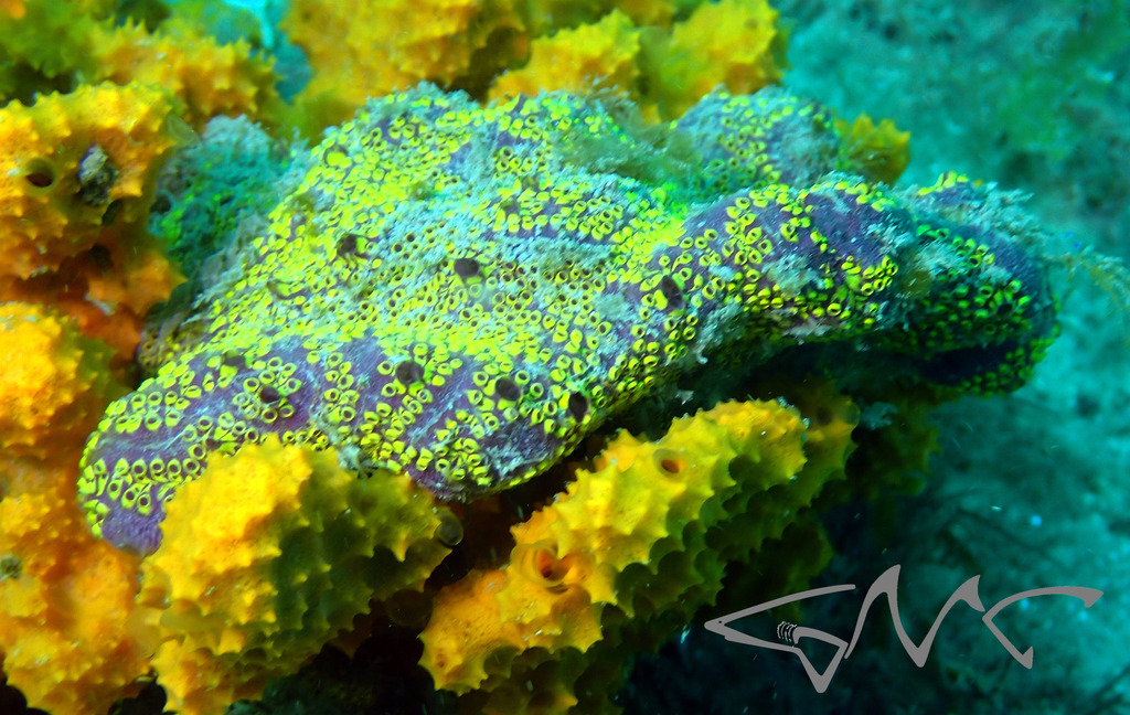 ladder ascidian from Little Beach Dive site on August 31, 2023 at 10:47 ...