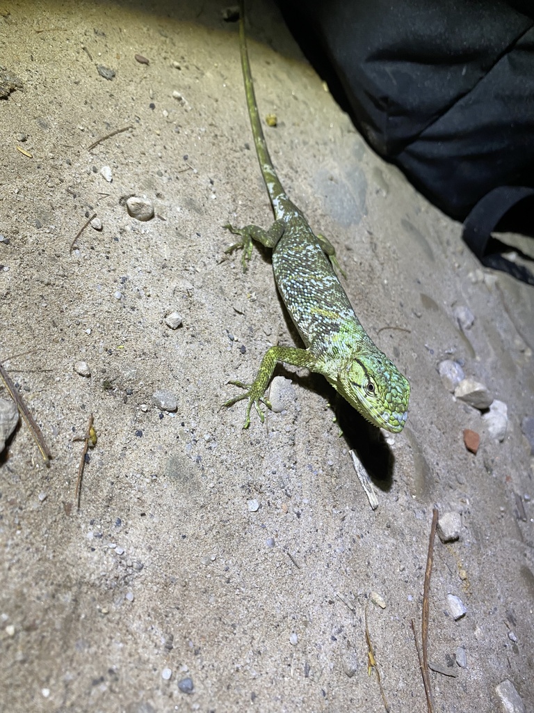 Common Monkey Lizard from Departamento de San Martín, PE on September 4 ...