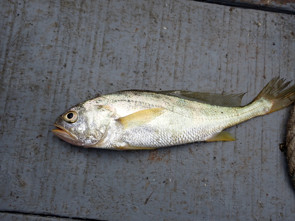 Large Yellow Croaker in May 2022 by 洪清漳 · iNaturalist