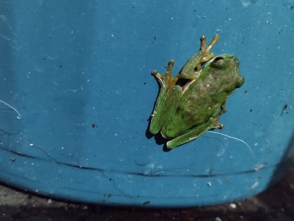 Small-eared Tree Frog from 73177 Huauchinango, Pue., México on September 4, 2023 at 10:36 PM by ...