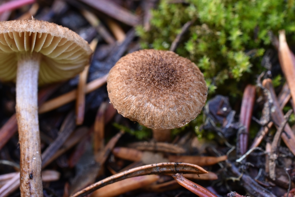 Inocybe polytrichi-norvegici from Lane County, OR, USA on September 04 ...