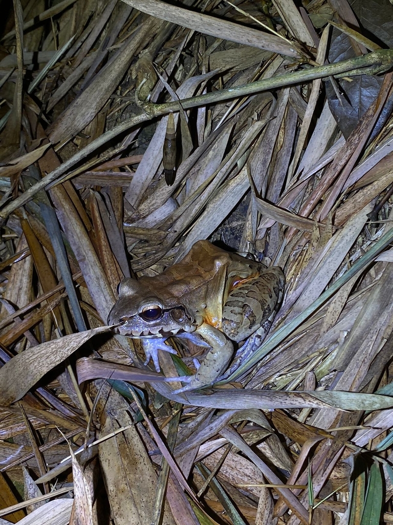 Neotropical Grass Frogs from 22620, Peru on September 4, 2023 at 09:17 ...