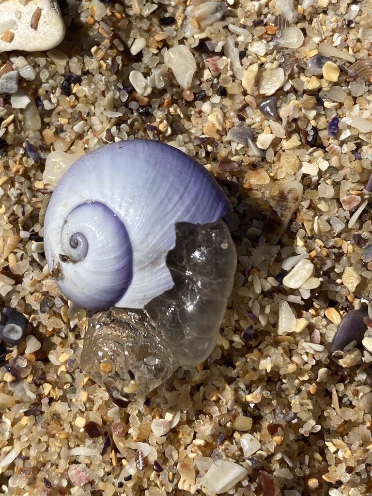 Violet Sea Snail from Shelly Beach, Manly, NSW, AU on September 5, 2023 ...