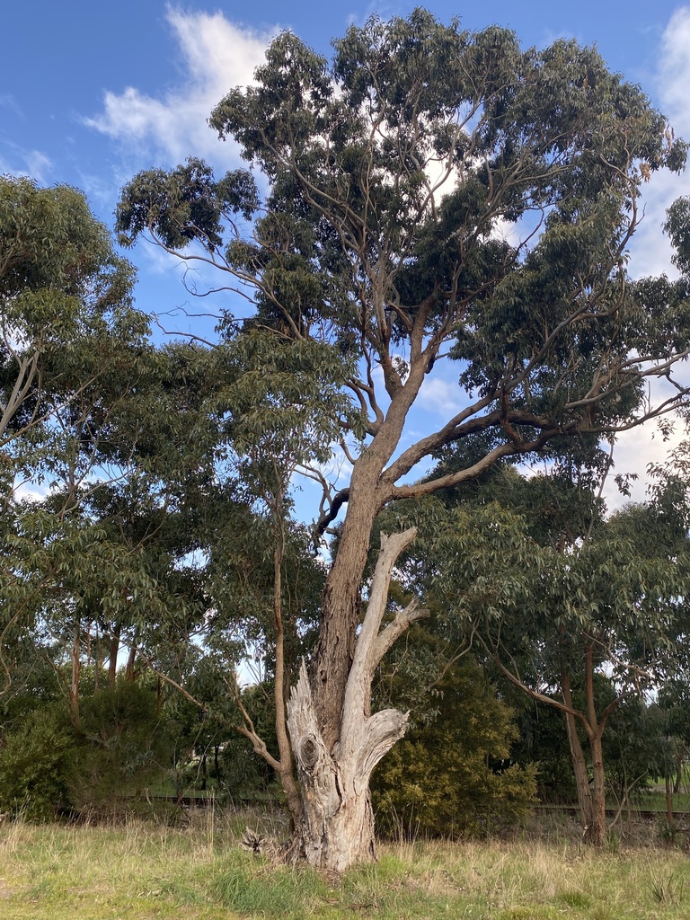bangalay from Diamond Ct, Mornington, VIC, AU on September 5, 2023 at ...