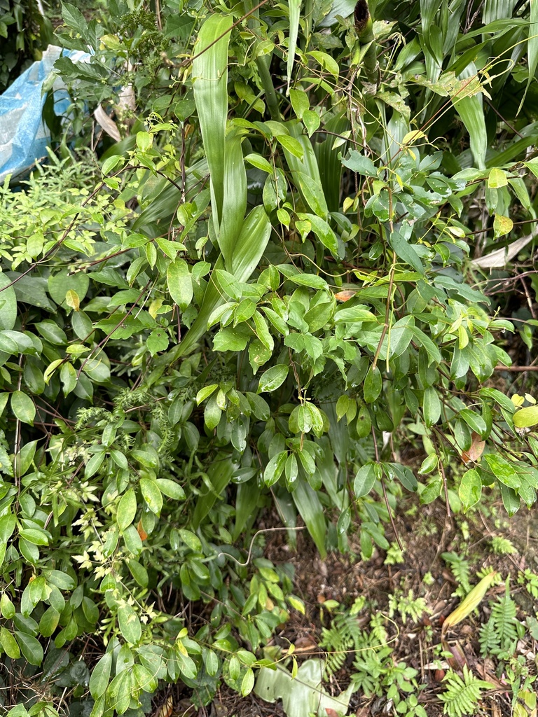 plants from Taiwan, Shitan Township, MIA, TW on September 5, 2023 at 10 ...