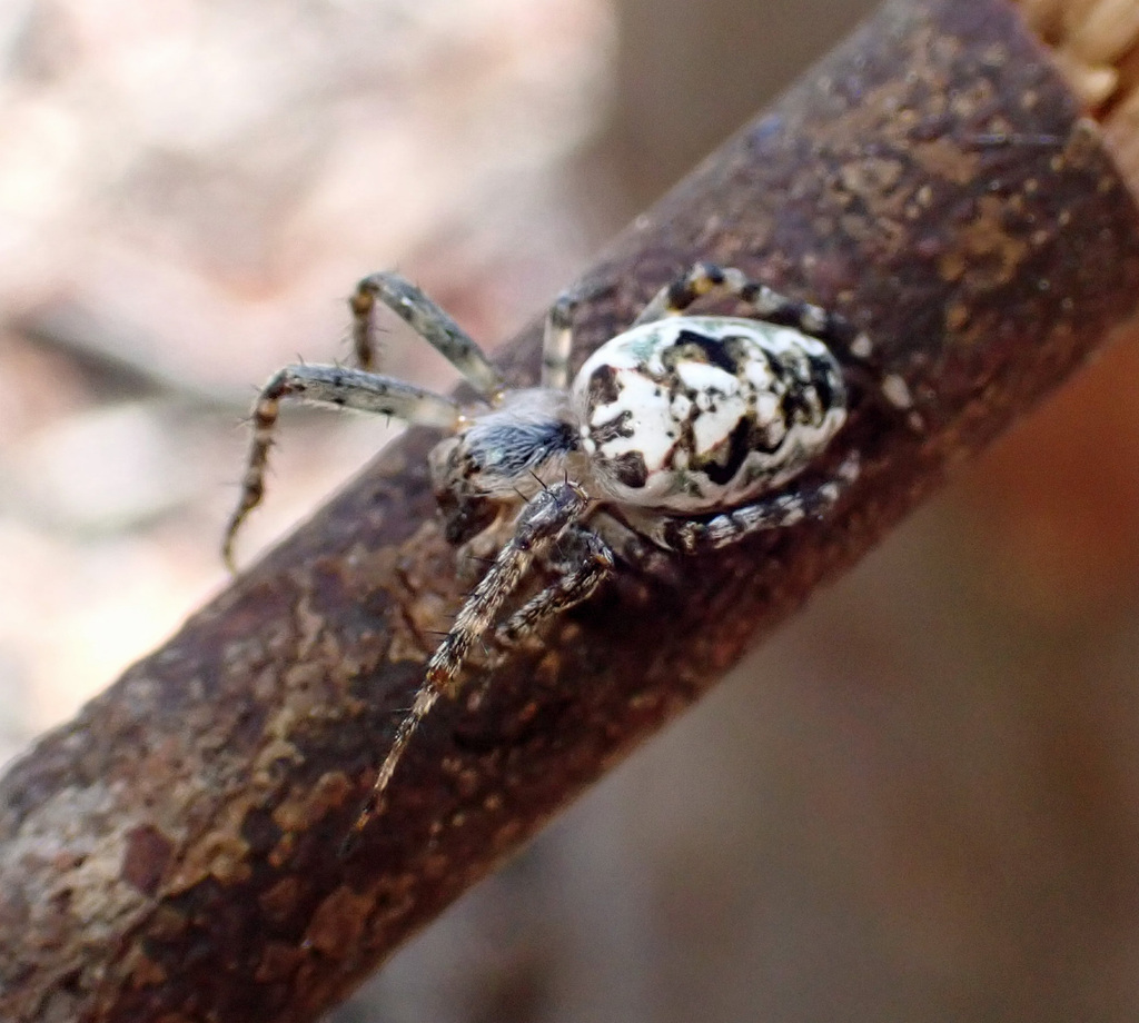 Eastern Bush Orbweaver from Cashmere QLD 4500, Australia on September 5 ...