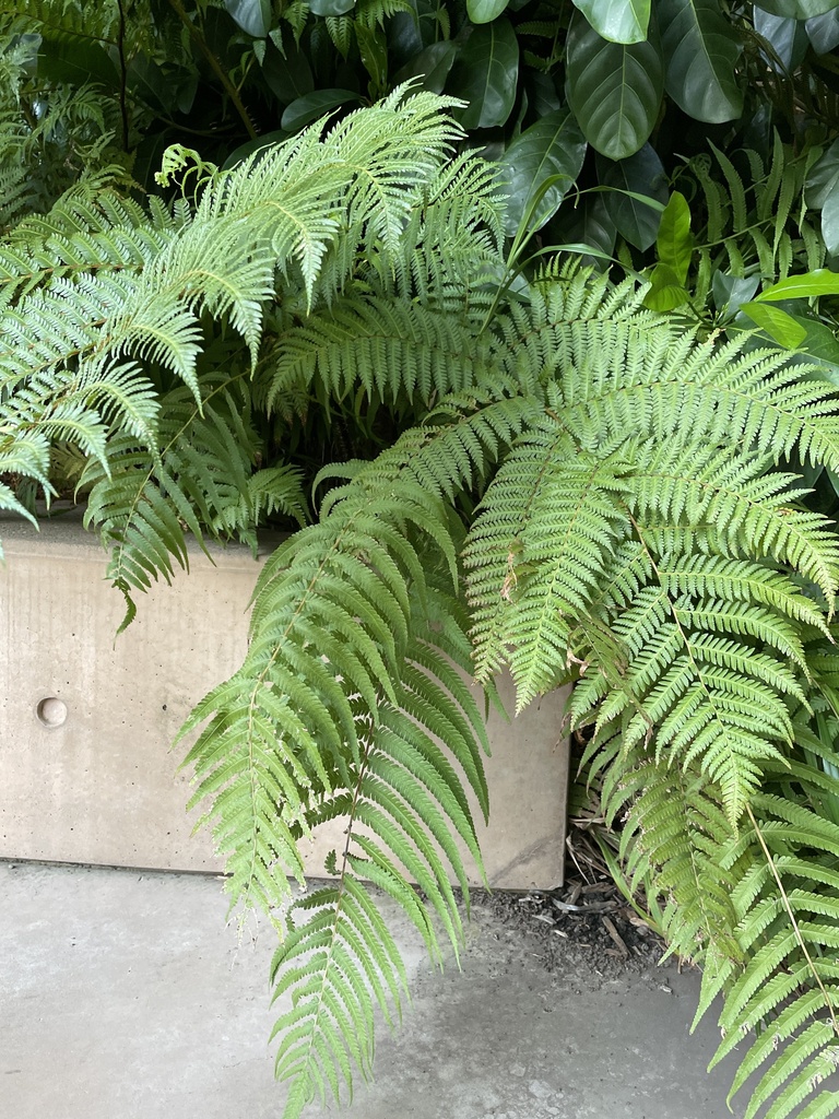 Soft Fern from Griffith University - Gold Coast Campus, Southport, QLD ...