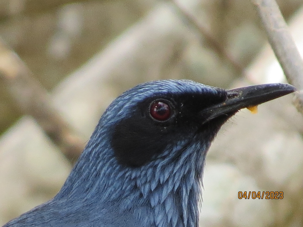 Blue Mockingbird from 48428 Jalisco, Mexico on April 4, 2023 by Cindie ...
