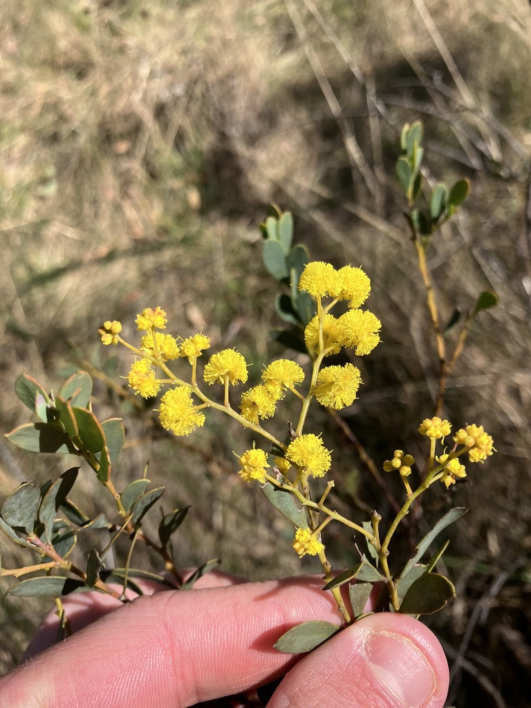 box-leaved wattle from Hassans Walls Reserve, Sheedys Gully, NSW, AU on ...