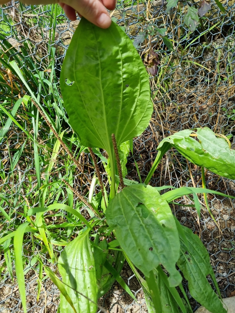 greater plantain from Mornington VIC 3931, Australia on September 5 ...