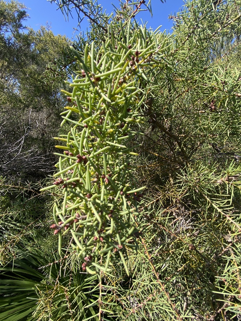 Dagger Hakea from Awabakal Nature Reserve, Dudley, NSW, AU on September ...