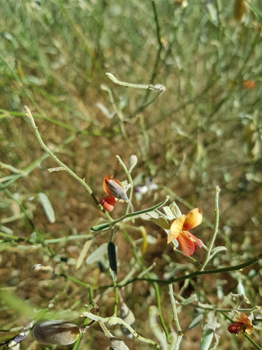 Isotropis iophyta · iNaturalist