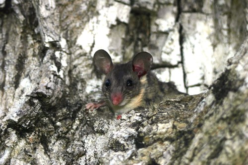 Rata trepadora orejas grandes (Ototylomys phyllotis)