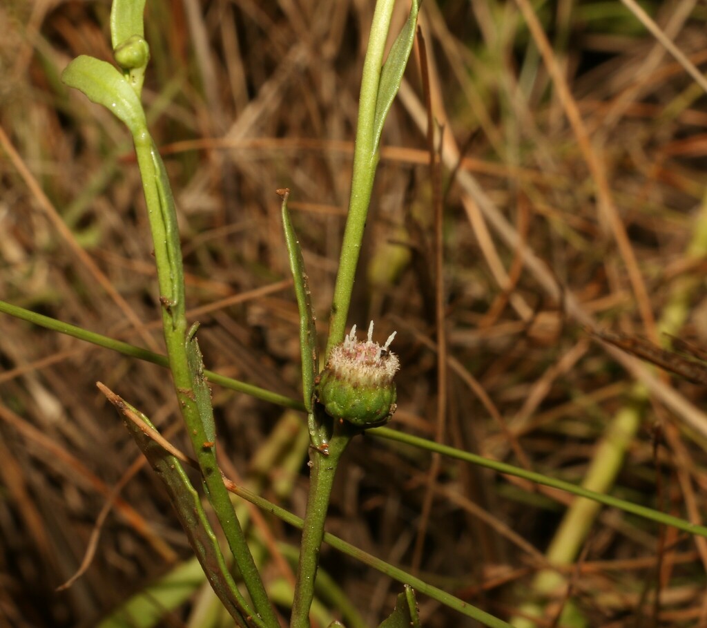 Sphaeromorphaea major from The Percy Group QLD 4707, Australia on ...