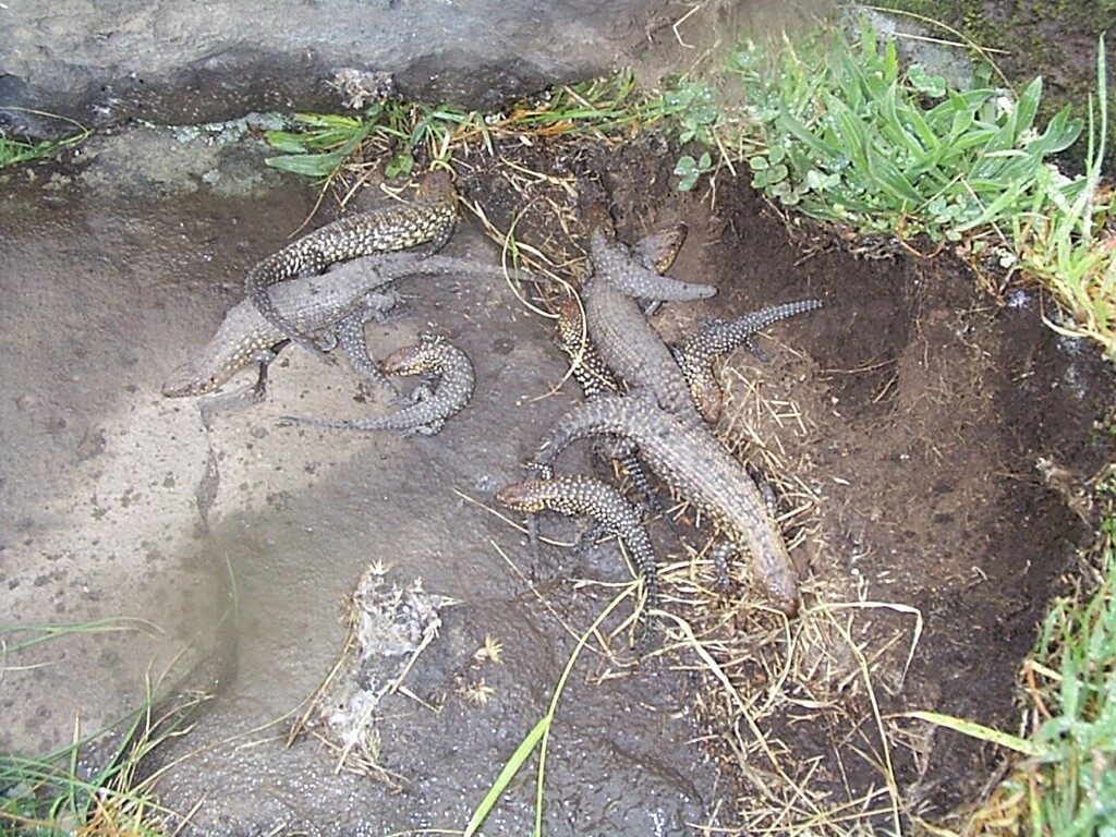 Cunningham's Skink from Wollert VIC 3750, Australia on October 2, 2002 ...