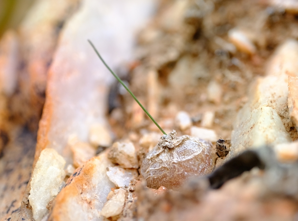 flowering plants (Angiospermae) - Botanical Realm