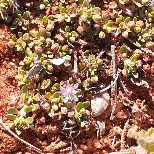 Subspecies Bergia perennis obtusifolia · iNaturalist United Kingdom