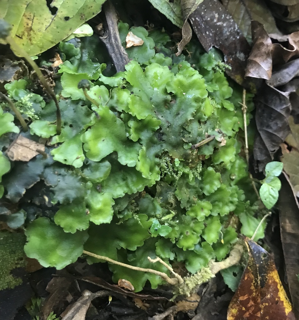 Monoclea gottschei from Mapastepec, Mapastepec, CHIS, MX on January 31 ...