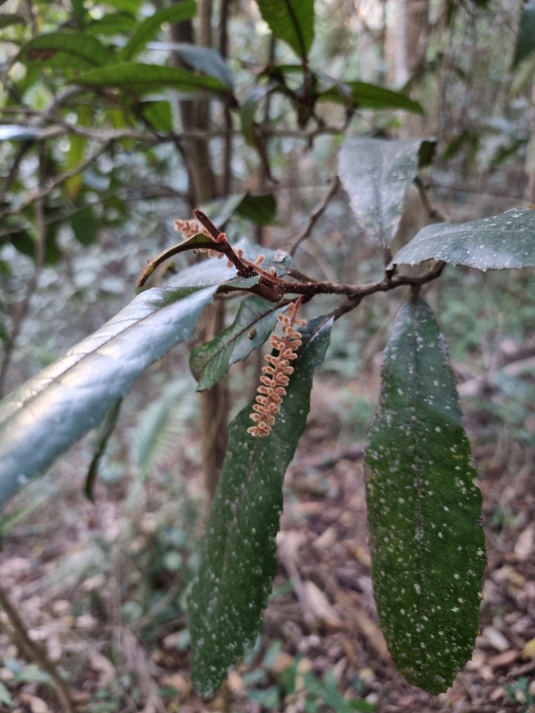 rusty helicia from South Golden Beach NSW 2483, Australia on September ...