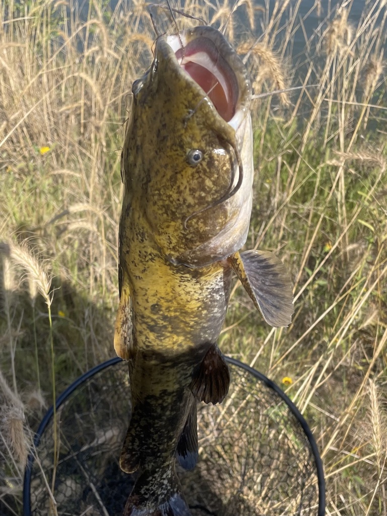 Flathead Catfish from Missouri National Recreation River, Newcastle, NE ...