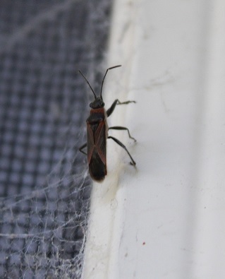 Swan plant seed bug from Smiths Lake NSW 2428, Australia on August 25 ...