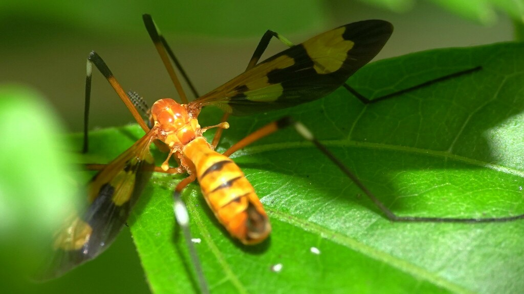 Antlered Crane Fly from Mulund East, Mumbai, Maharashtra, India on ...