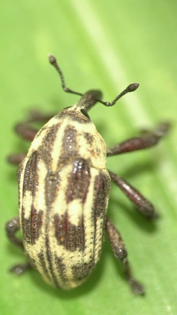 Sternuchopsis liae from Mulund East, Mumbai, Maharashtra, India on ...