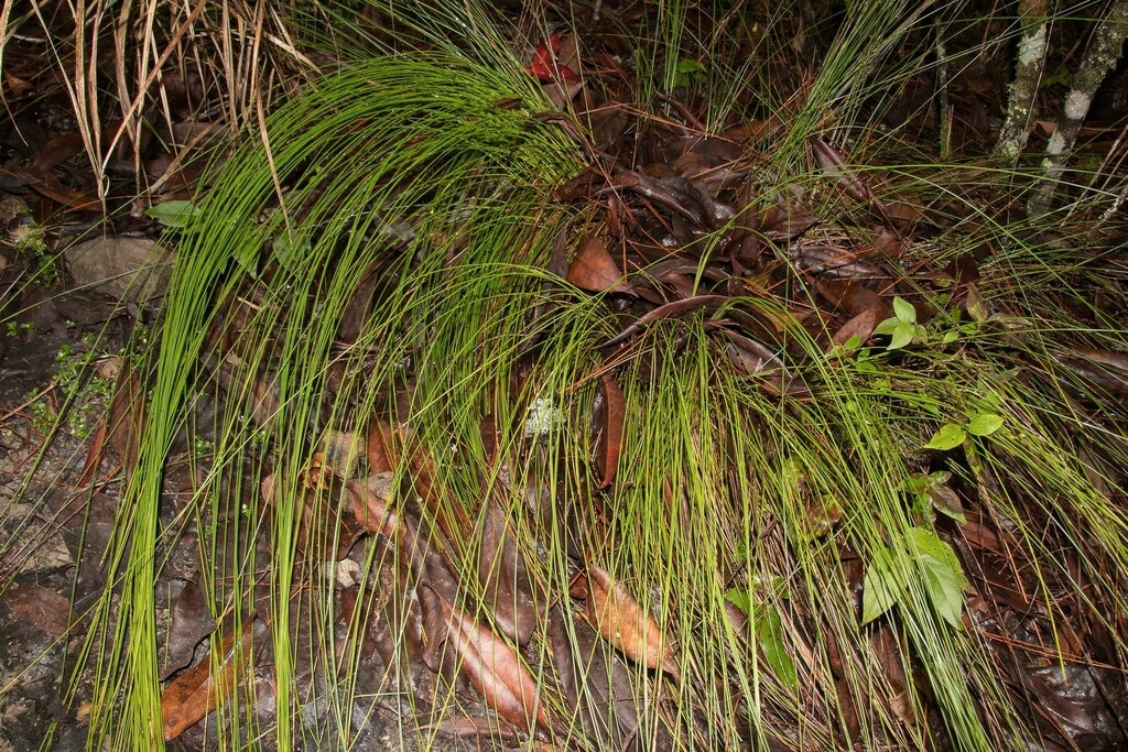 Trichophorum subcapitatum from 台中市羅馬縱走 on August 23, 2023 at 09:10 AM ...