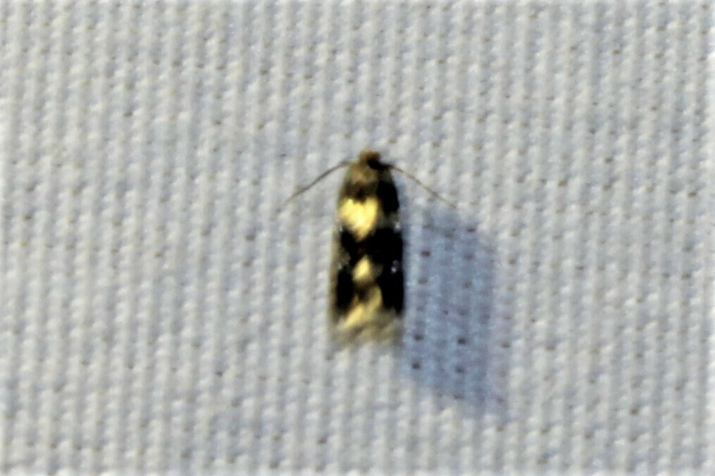 Norway Maple Pigmy Moth from Laurel Run, PA, USA on September 4, 2023 ...