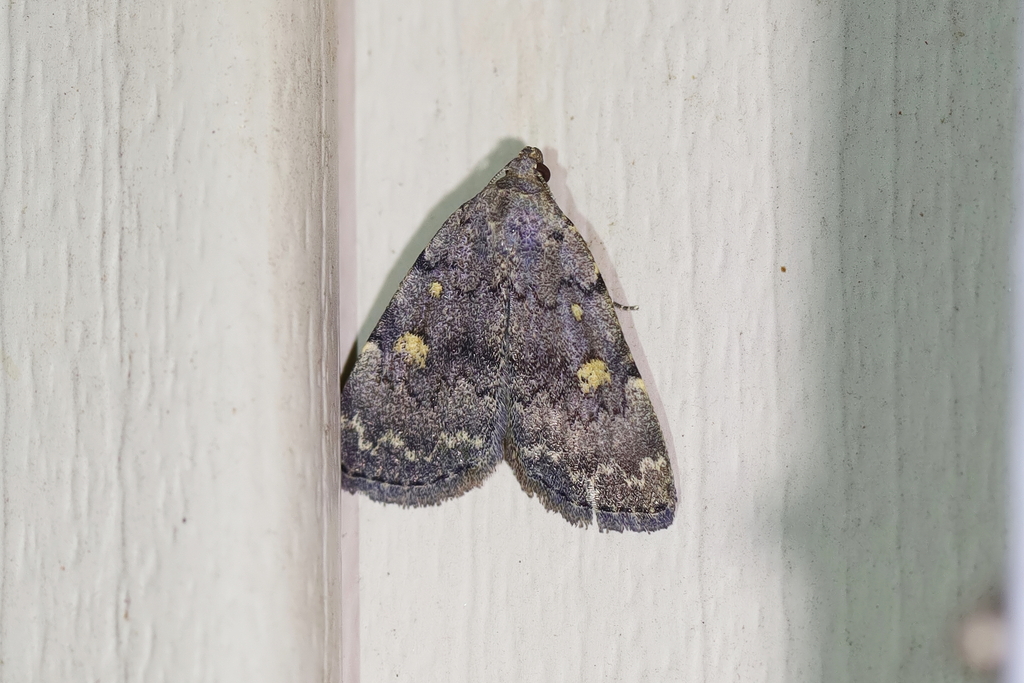 Common Idia Moth from Wading River, NY, USA on September 3, 2023 at 03: ...