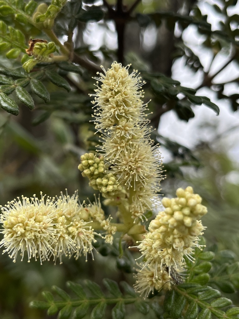 Weinmannia tomentosa from El Paramo, Subachoque, Cundinamarca, CO on ...