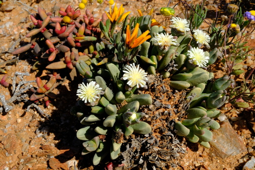 Nelia pillansii · iNaturalist