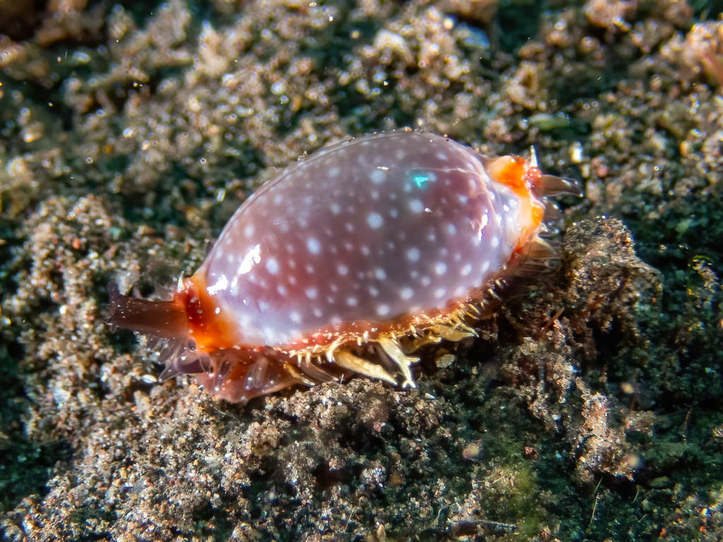 grape cowrie from Tulamben, Karangasem Regency, Bali, Indonesia on ...