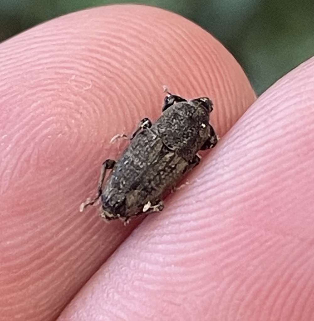 Billbugs from Medical City Alliance, Fort Worth, TX, US on September 5 ...