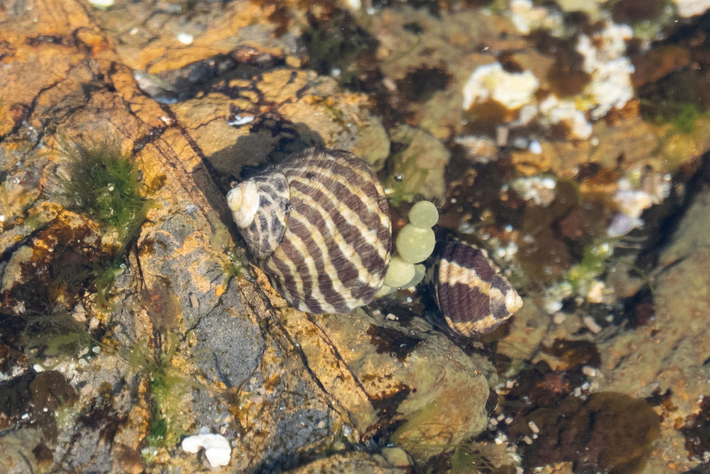 Zebra Top Snail from Huskisson NSW 2540, Australia on June 2, 2023 at ...