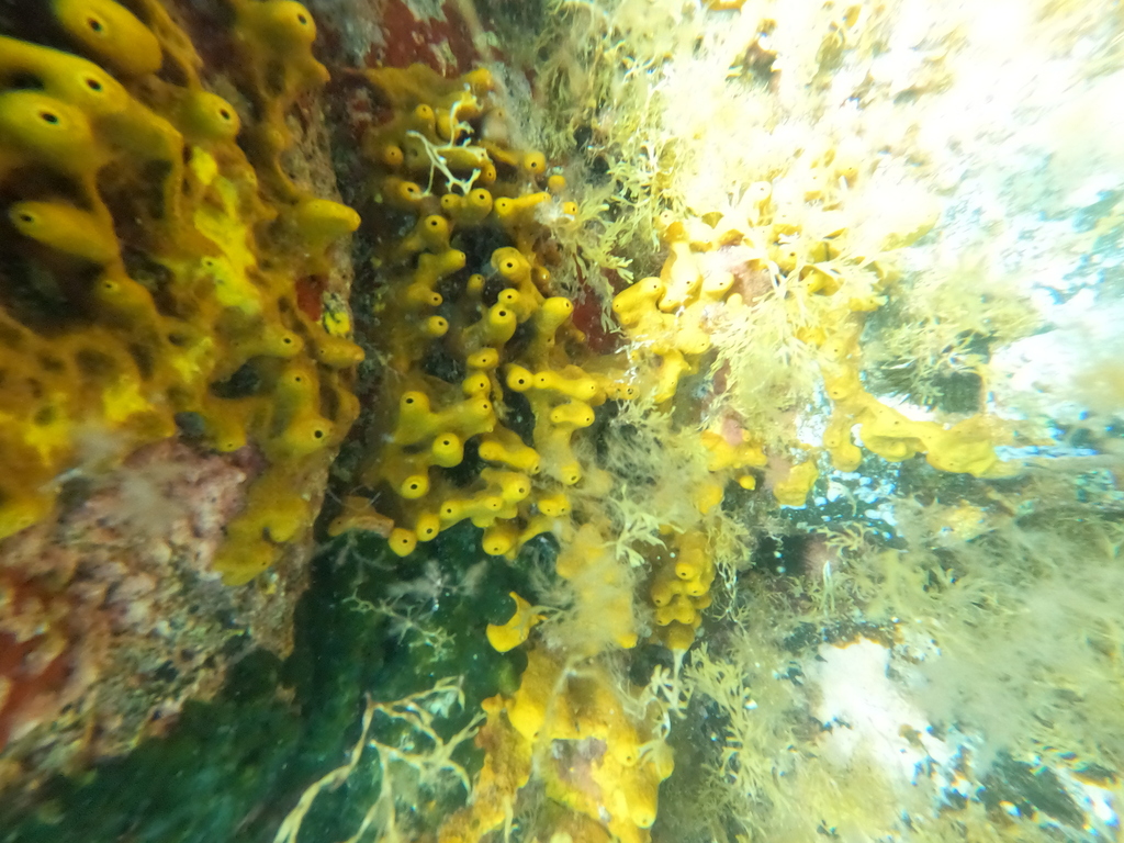 Gold Sponge from Las Palmas, España on September 4, 2023 at 03:43 PM by ...