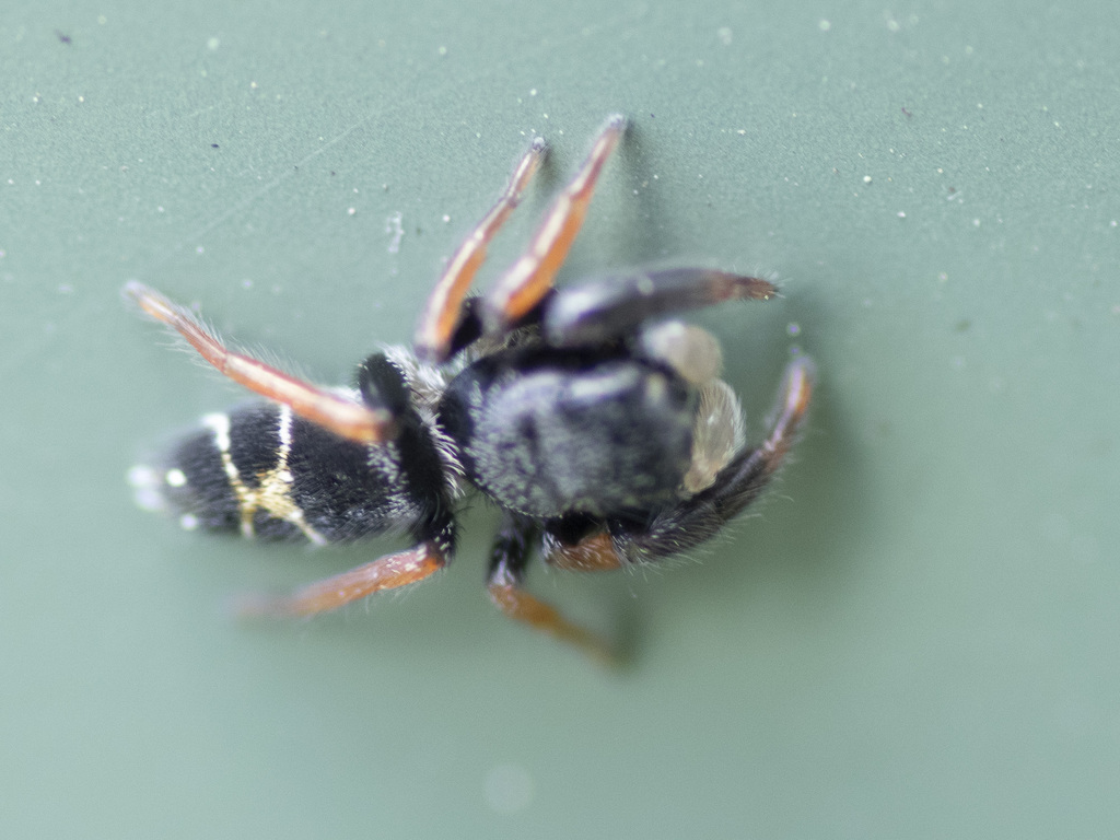 Jovial jumping spider from Won Wron VIC 3971, Australia on November 12 ...